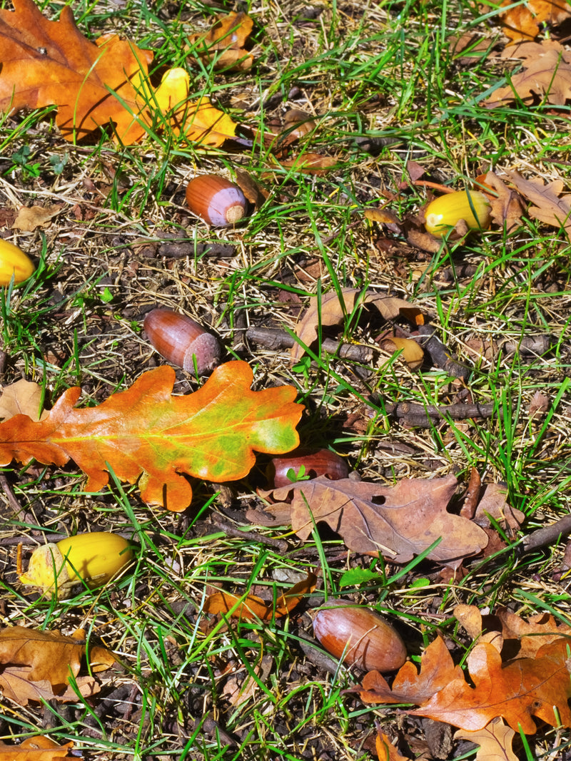 Sweeper Kit for YUKA Series Robot Mover | Mammotion US