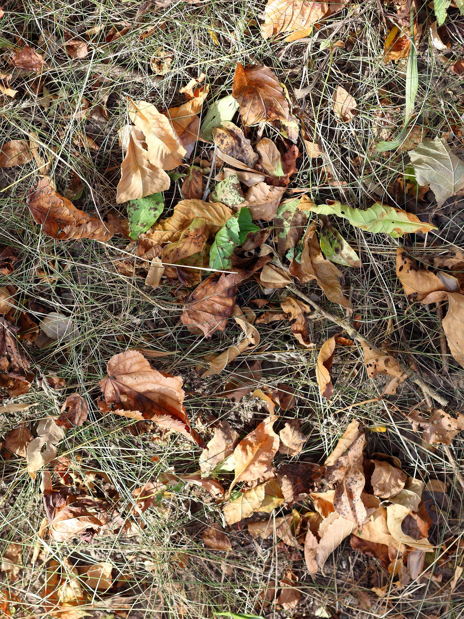 Sweeper Kit for YUKA Series Robot Mover | Mammotion US