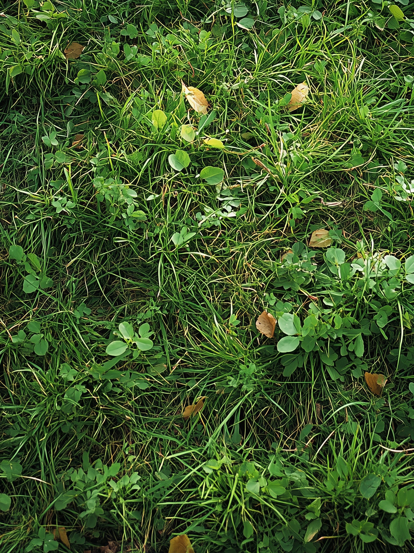 Sweeper Kit for YUKA Series Robot Mover | Mammotion US